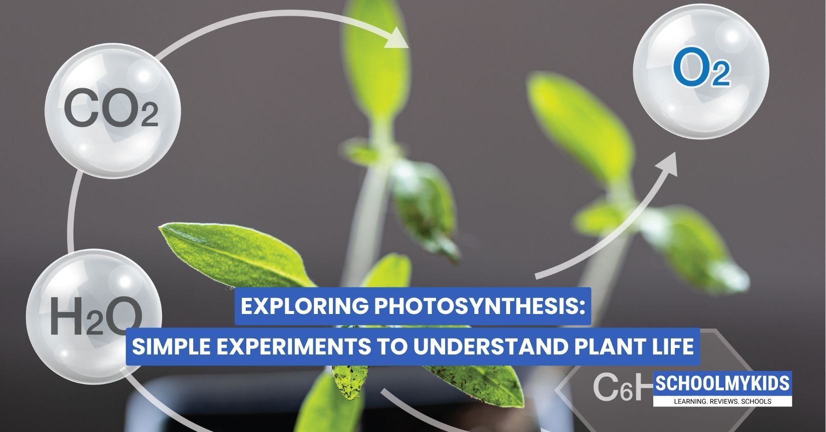 Exploring Photosynthesis: Simple Experiments to Understand Plant Life