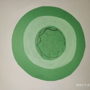 How to Make Tortoise with Paper- Tortoise Craft Ideas | SchoolMyKids