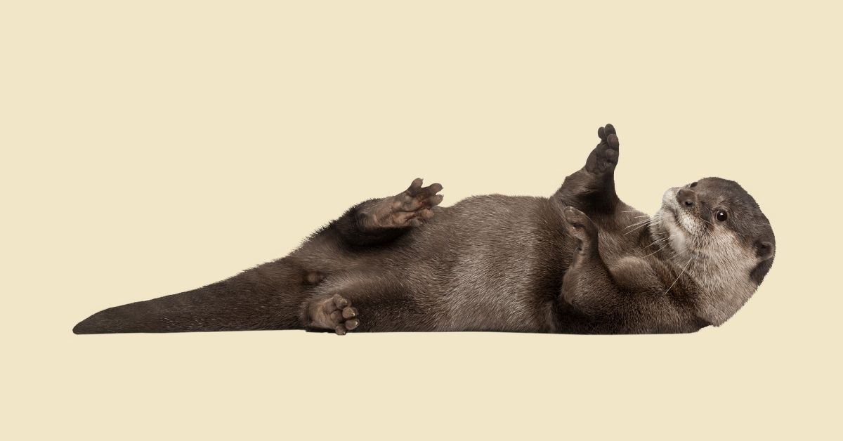 CBSE Class 10th English: Chapter 6 - Mijbil the Otter - SchoolMyKids